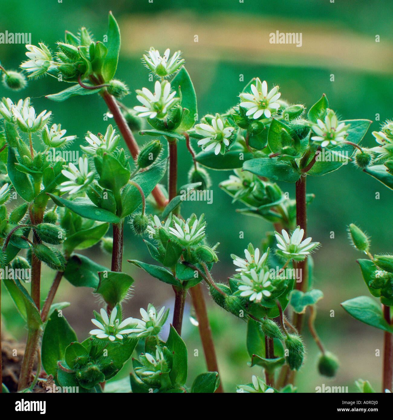 Common chickweed stellaria media blooming hi-res stock photography and ...
