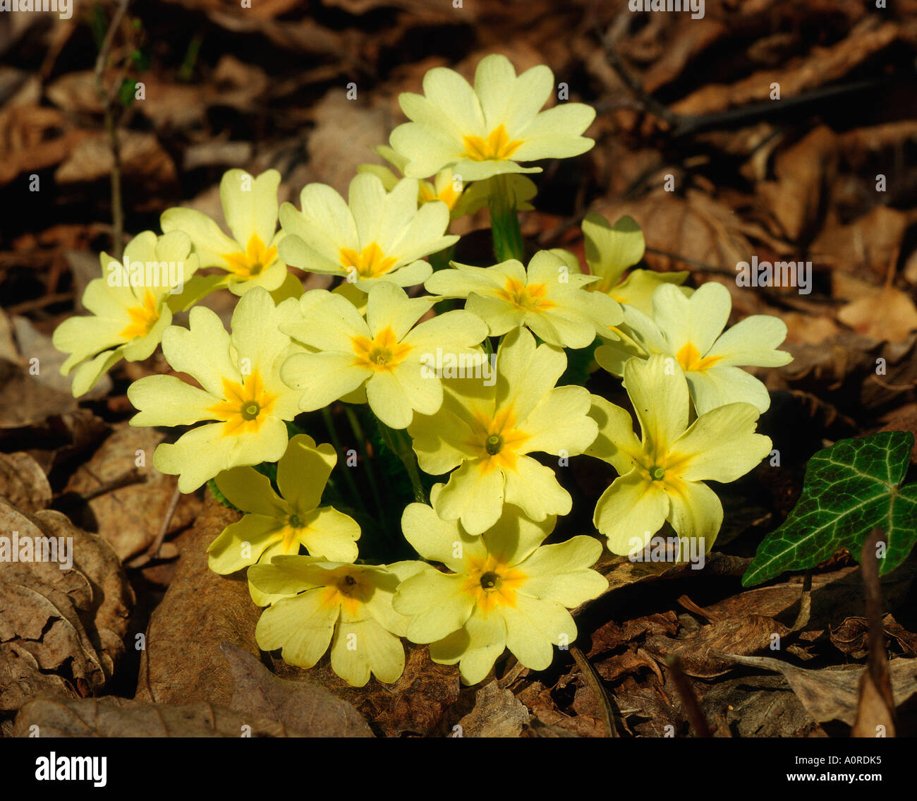 The primrose hi-res stock photography and images - Alamy
