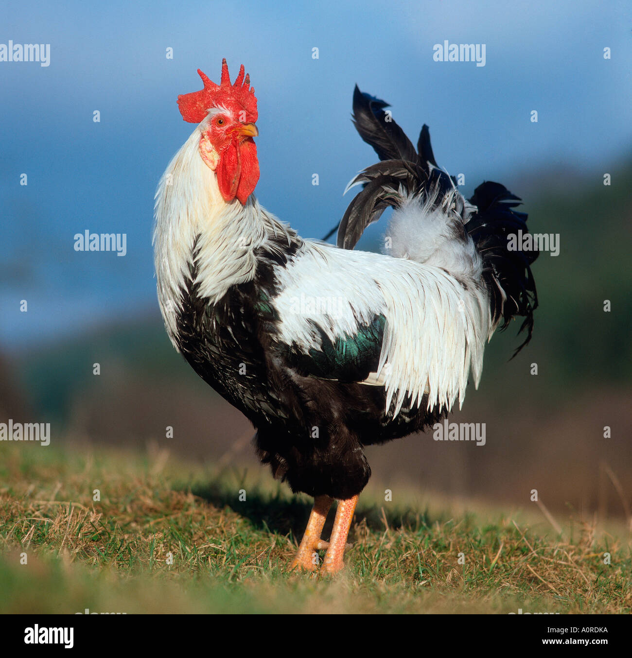 Domestic Fowl / Chicken Stock Photo - Alamy