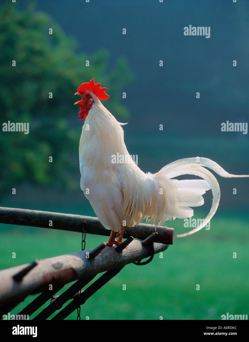 White adult rooster hi-res stock photography and images - Alamy