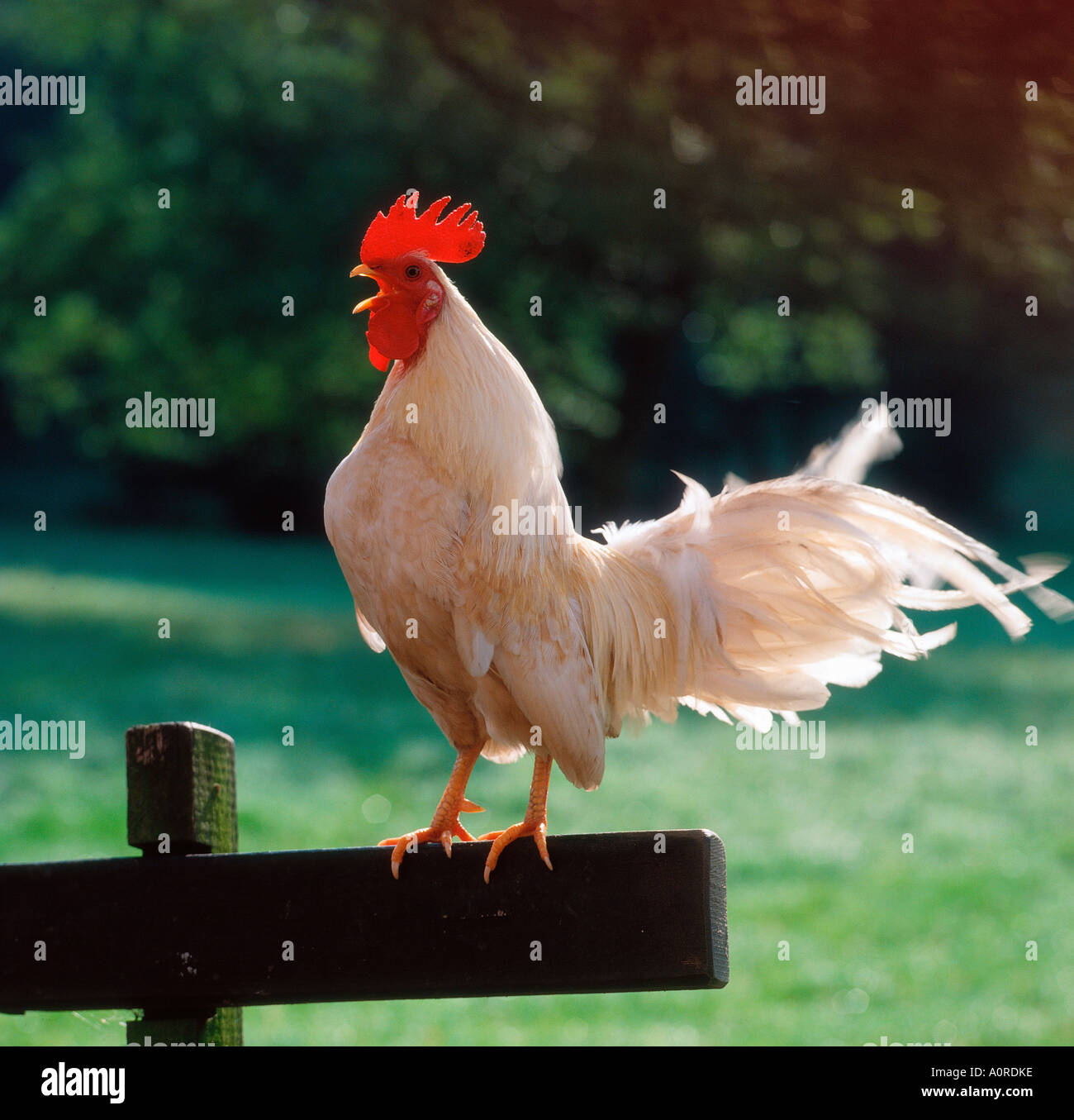 Domestic Fowl / Chicken Stock Photo - Alamy