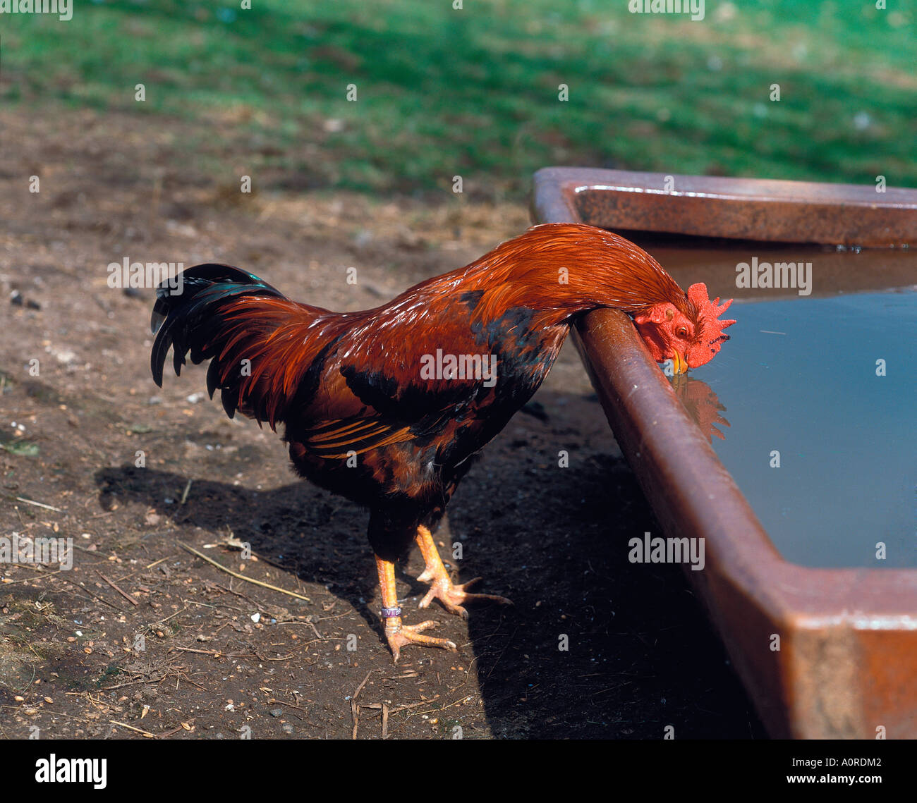 Domestic Fowl / Chicken Stock Photo - Alamy