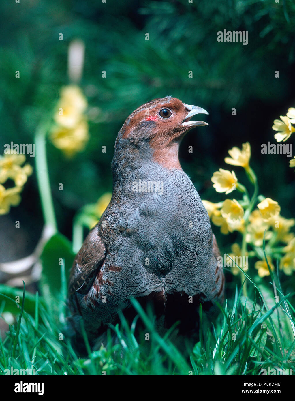 The grey partridge hi-res stock photography and images - Alamy