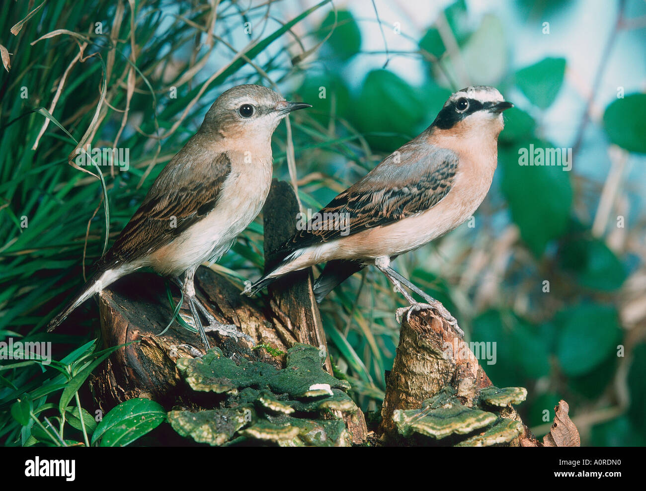 Northern wheatear pair hi-res stock photography and images - Alamy