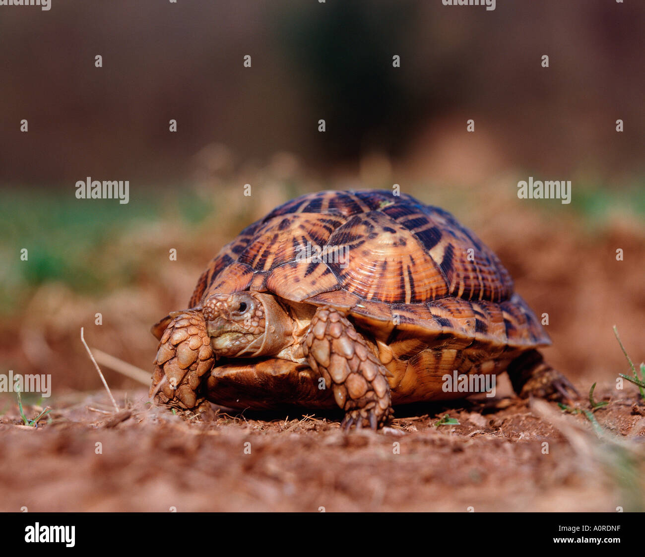 Indian Star Tortoise Stock Photo - Alamy