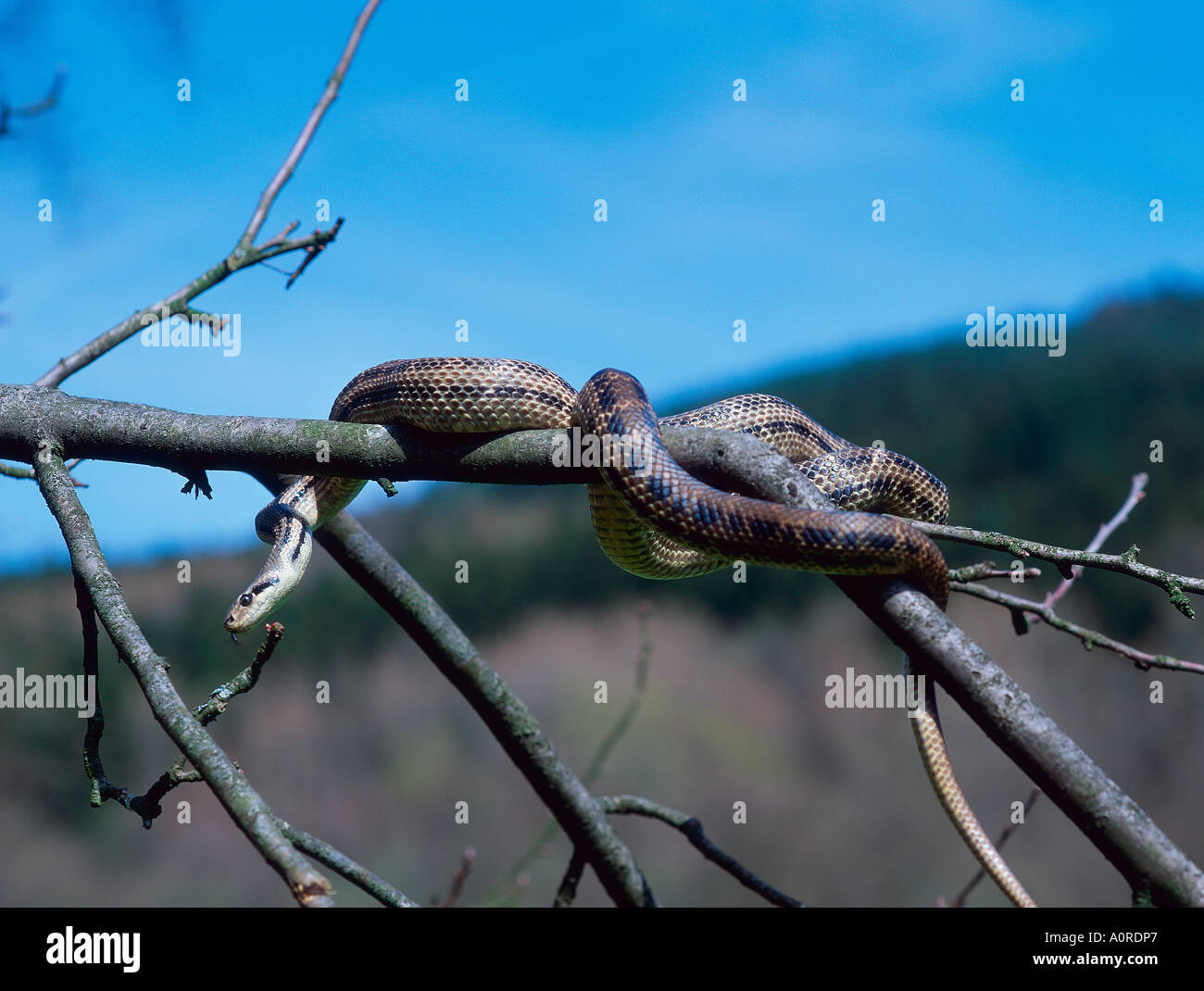 Four-lined Snake / Four-lined Ratsnake Stock Photo - Alamy
