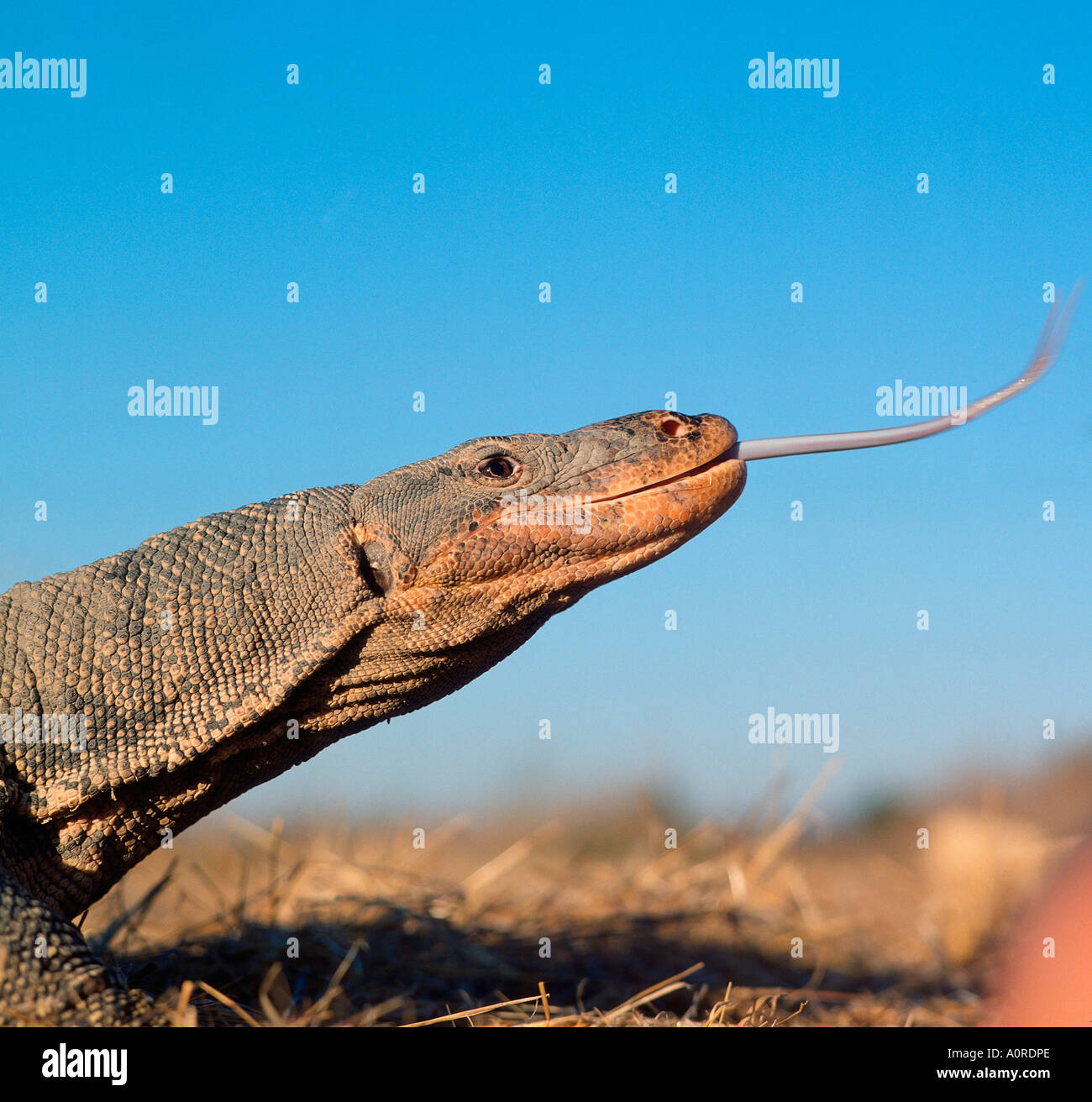 Common asiatic monitor hi-res stock photography and images - Alamy