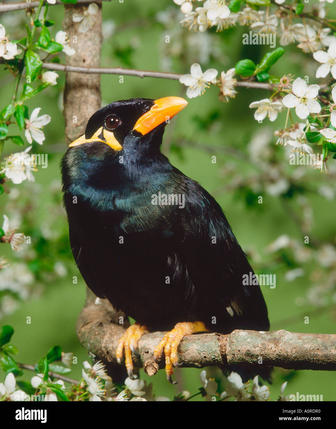 Crackle hi-res stock photography and images - Alamy