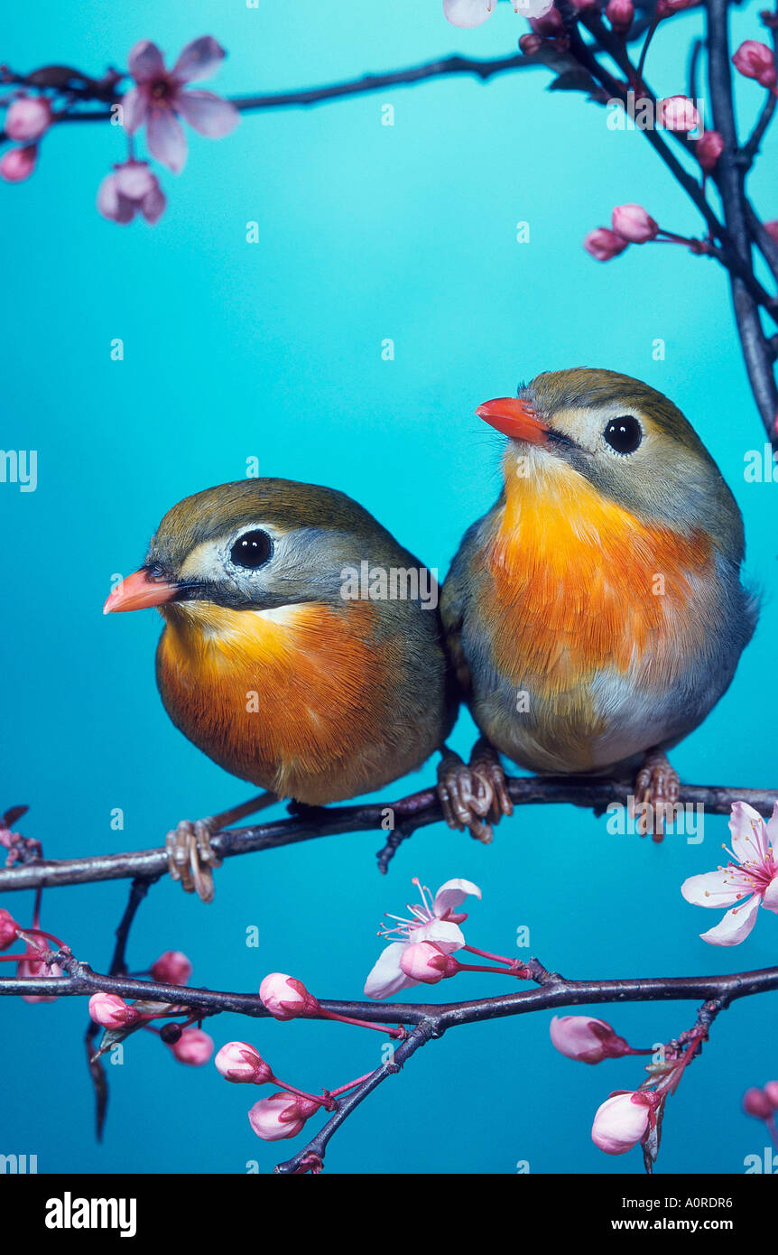 Pair Of Robins High Resolution Stock Photography and Images - Alamy