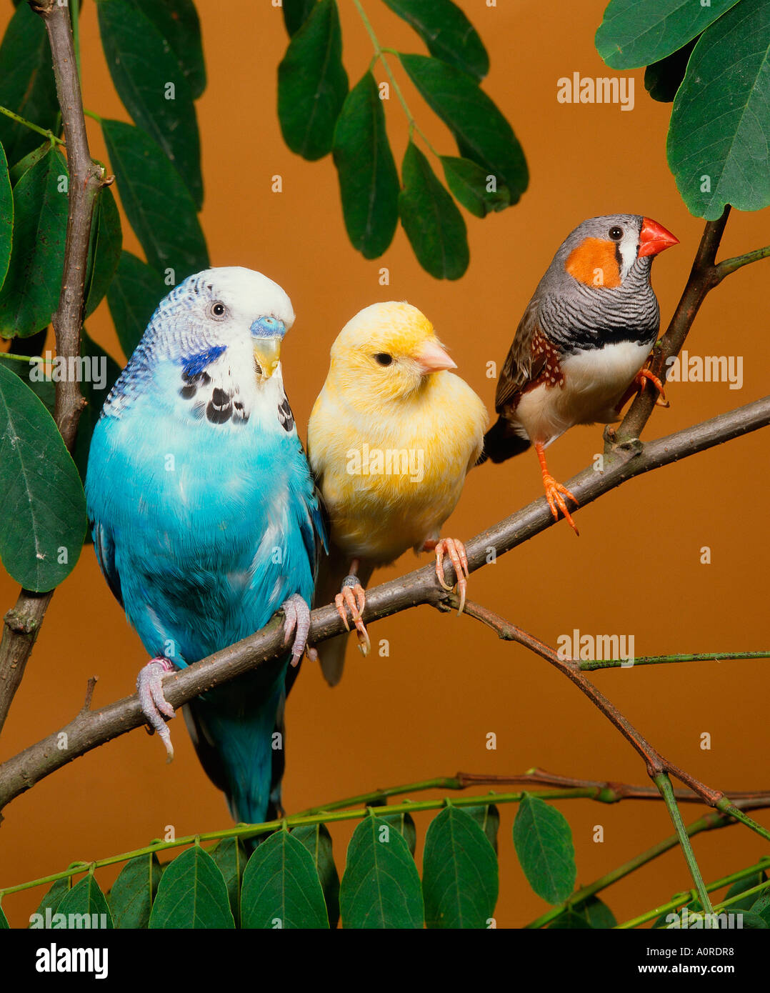 10 guttata hi-res stock photography and images - Alamy