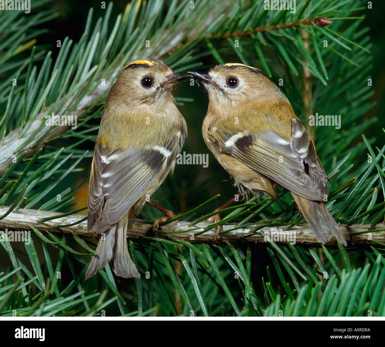 Goldcrests hi-res stock photography and images - Alamy
