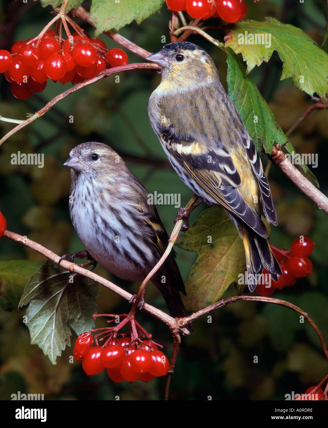 Two siskins hi-res stock photography and images - Alamy
