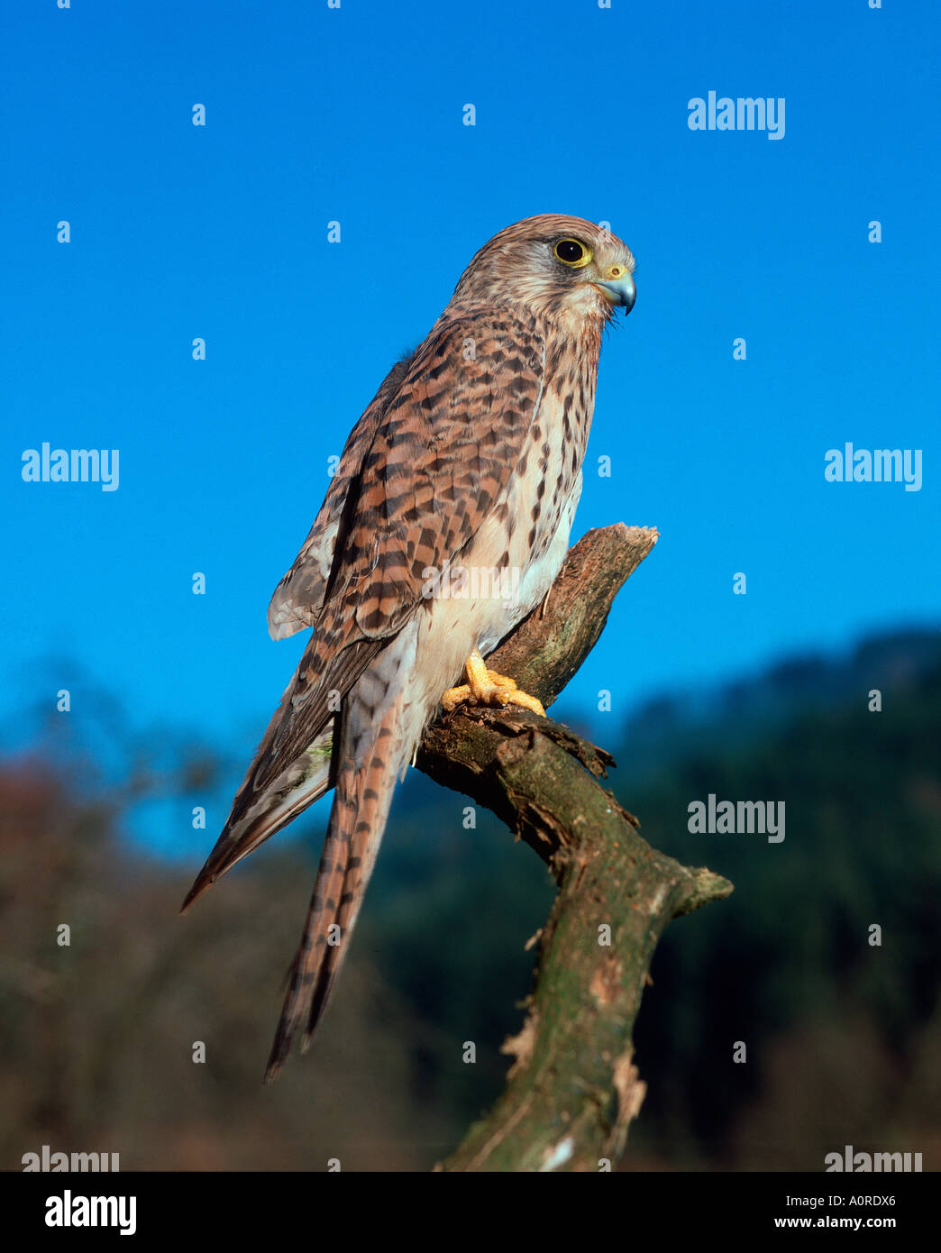 The common kestrel hi-res stock photography and images - Alamy
