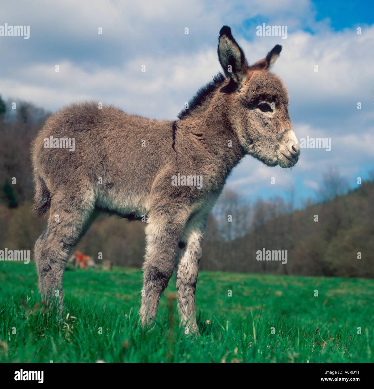 The donkey hi-res stock photography and images - Alamy