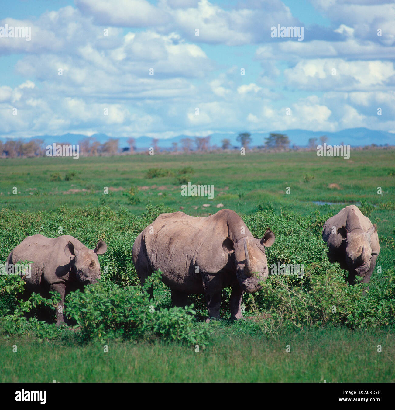 Rhinocerosses hi-res stock photography and images - Alamy