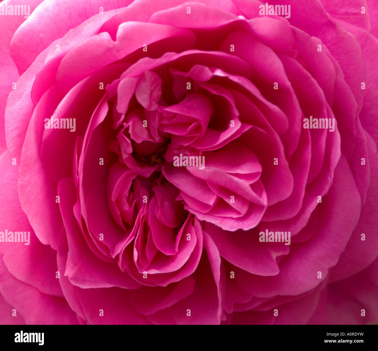 Old Rose Color High Resolution Stock Photography and Images - Alamy