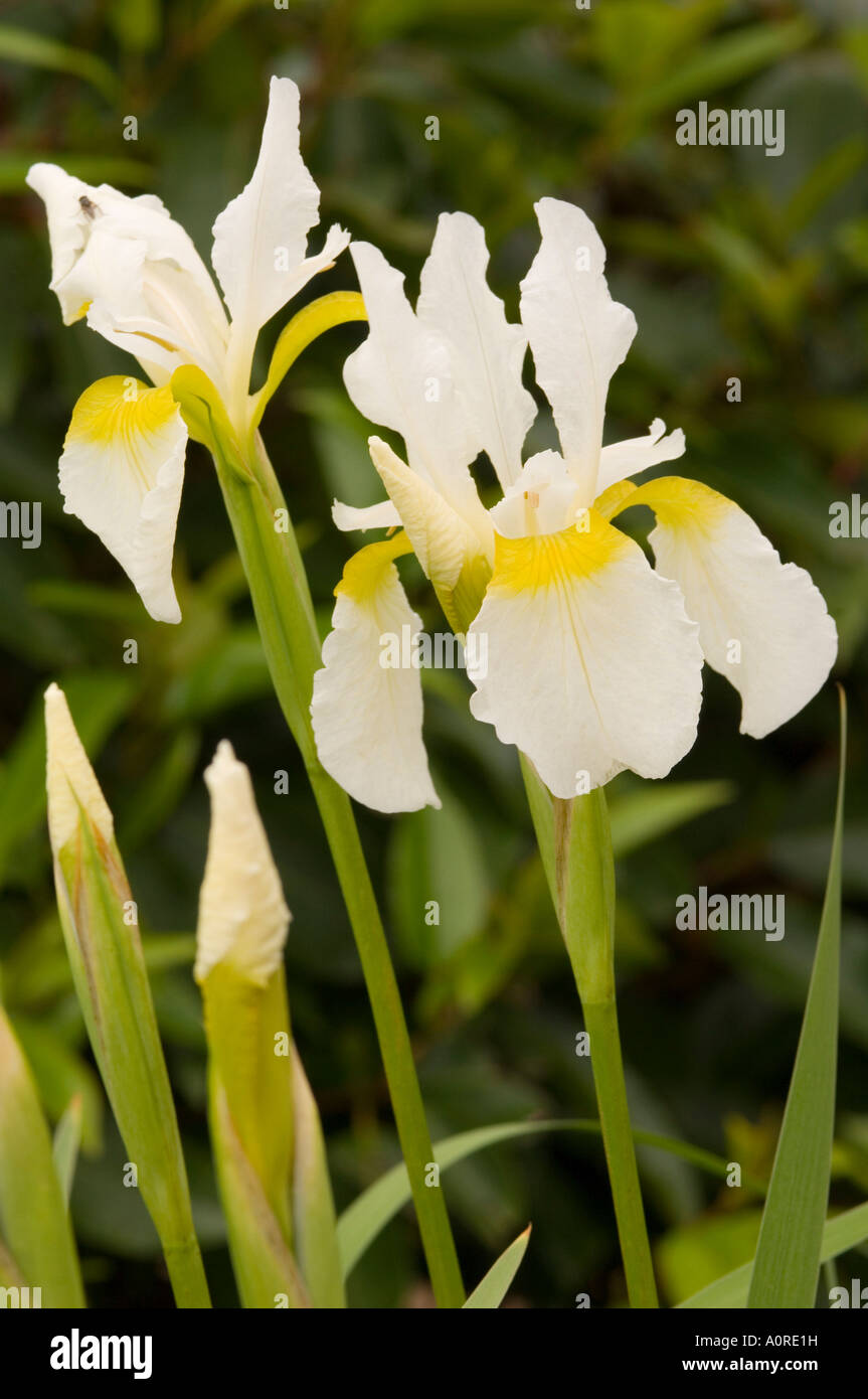 Irises colour hi-res stock photography and images - Alamy