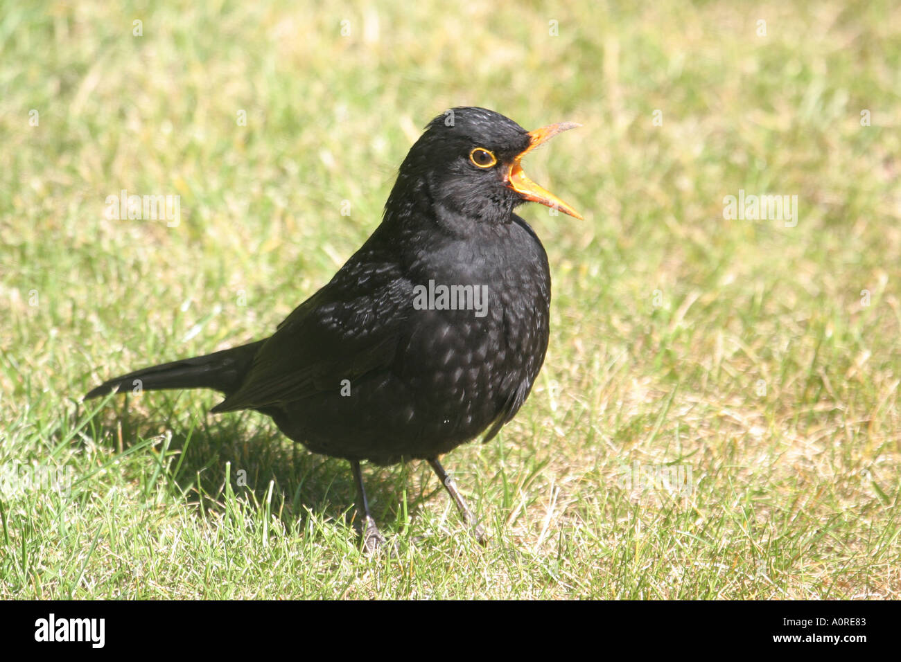Blackbird england singing hi-res stock photography and images - Alamy