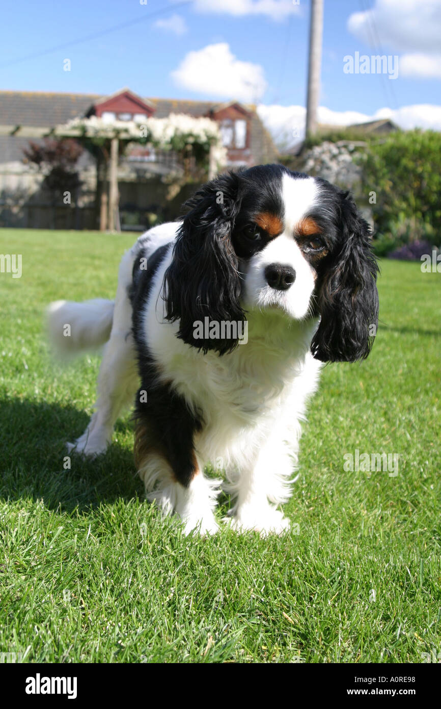 Cavalier standing hi-res stock photography and images - Alamy