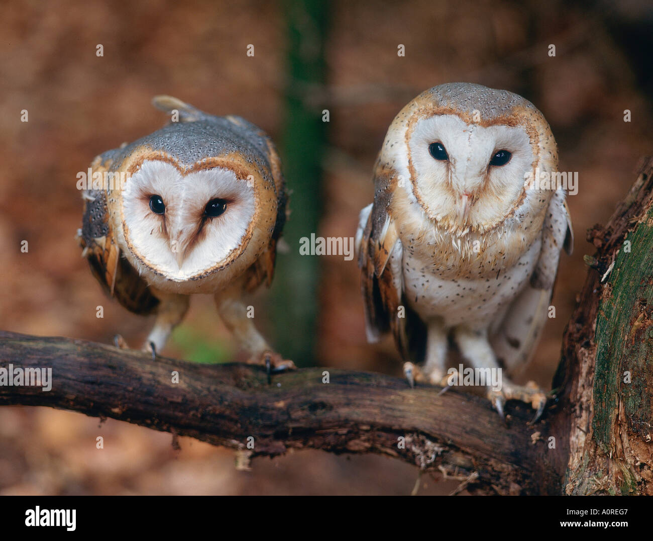 Barn Owl Pair High Resolution Stock Photography and Images - Alamy