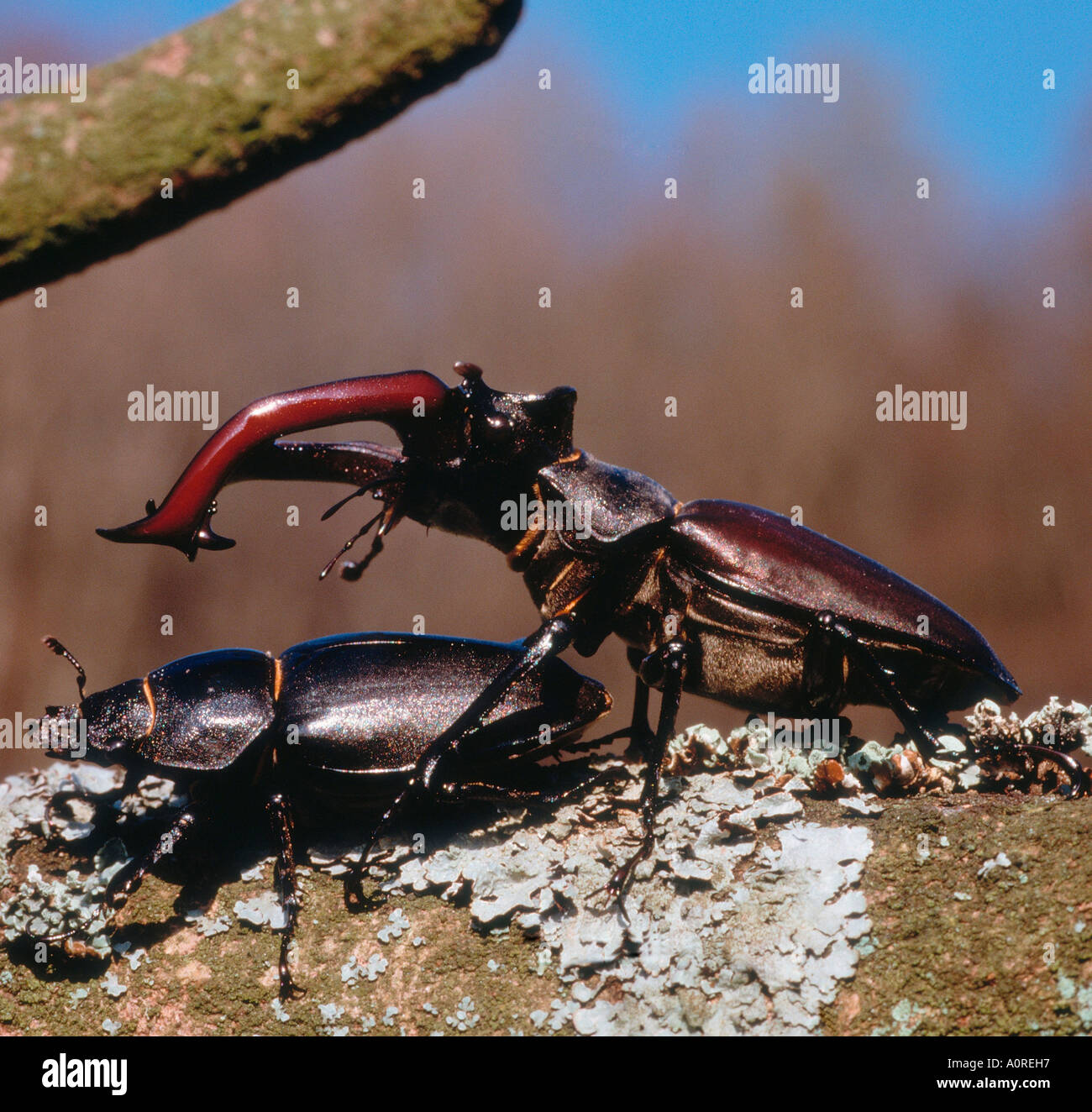 Stag beetles male female hi-res stock photography and images - Alamy