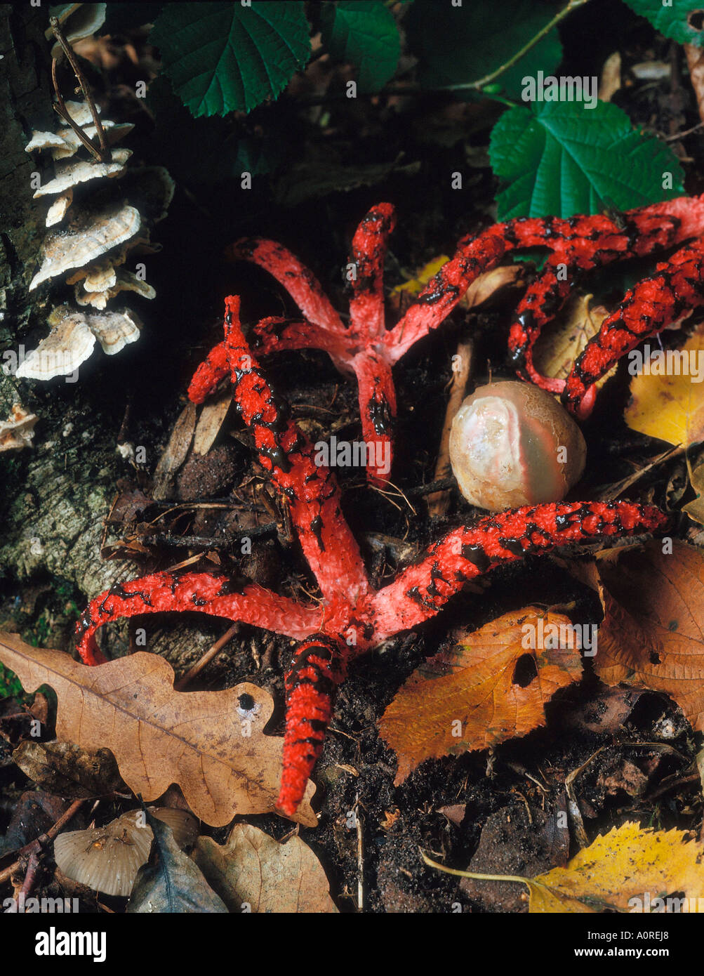 Octopus Stink Horn Stock Photo - Alamy