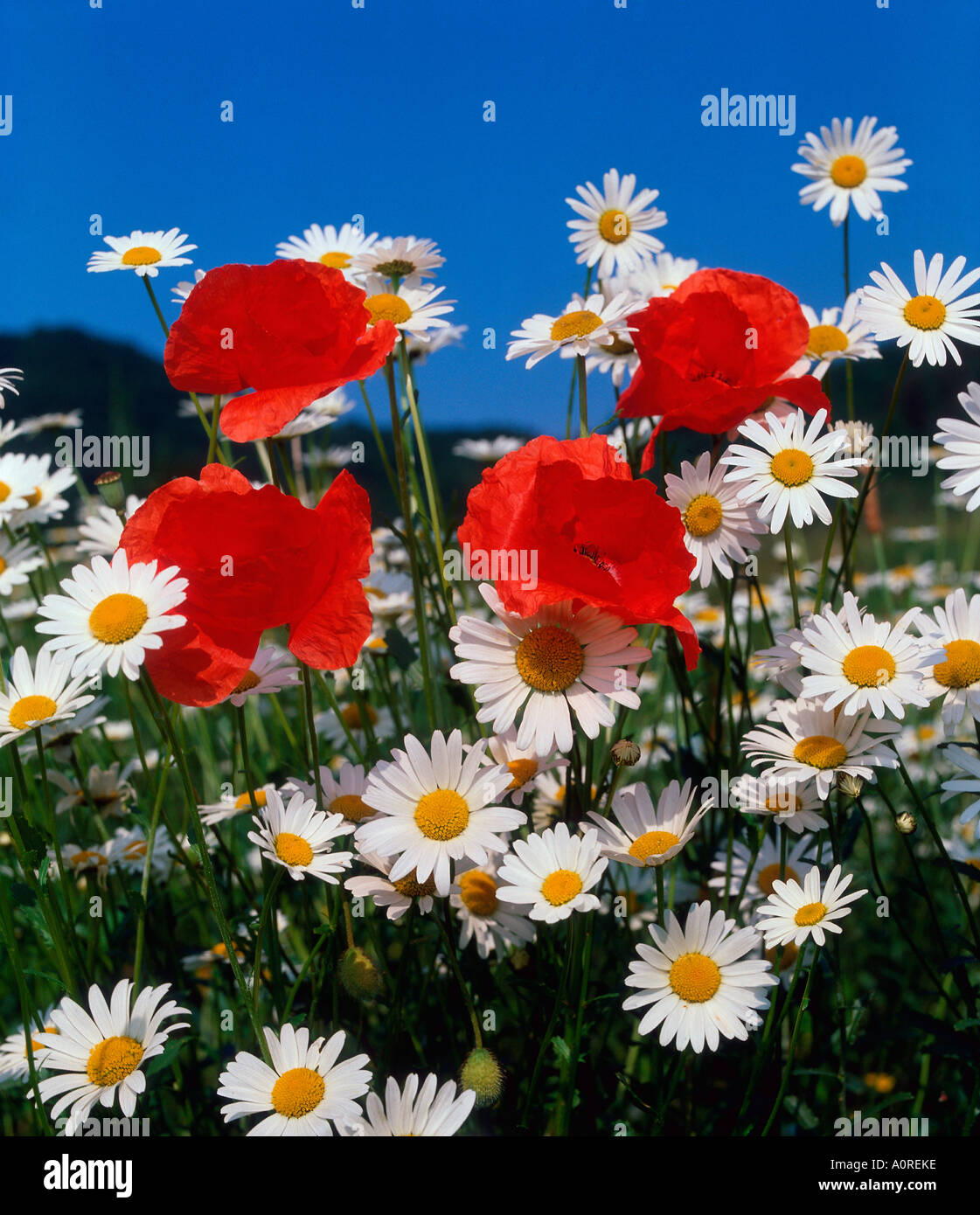 Common Poppy and Daisy Stock Photo - Alamy