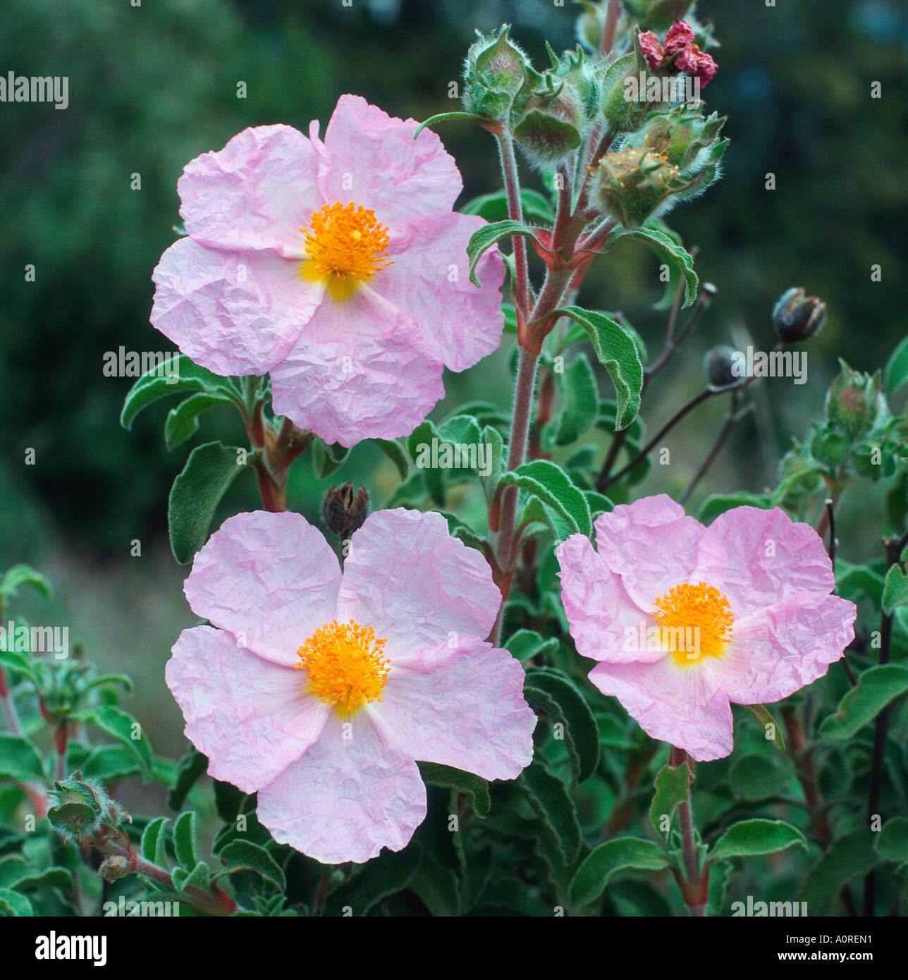 Grey leaved cistus rockrose hi-res stock photography and images - Alamy