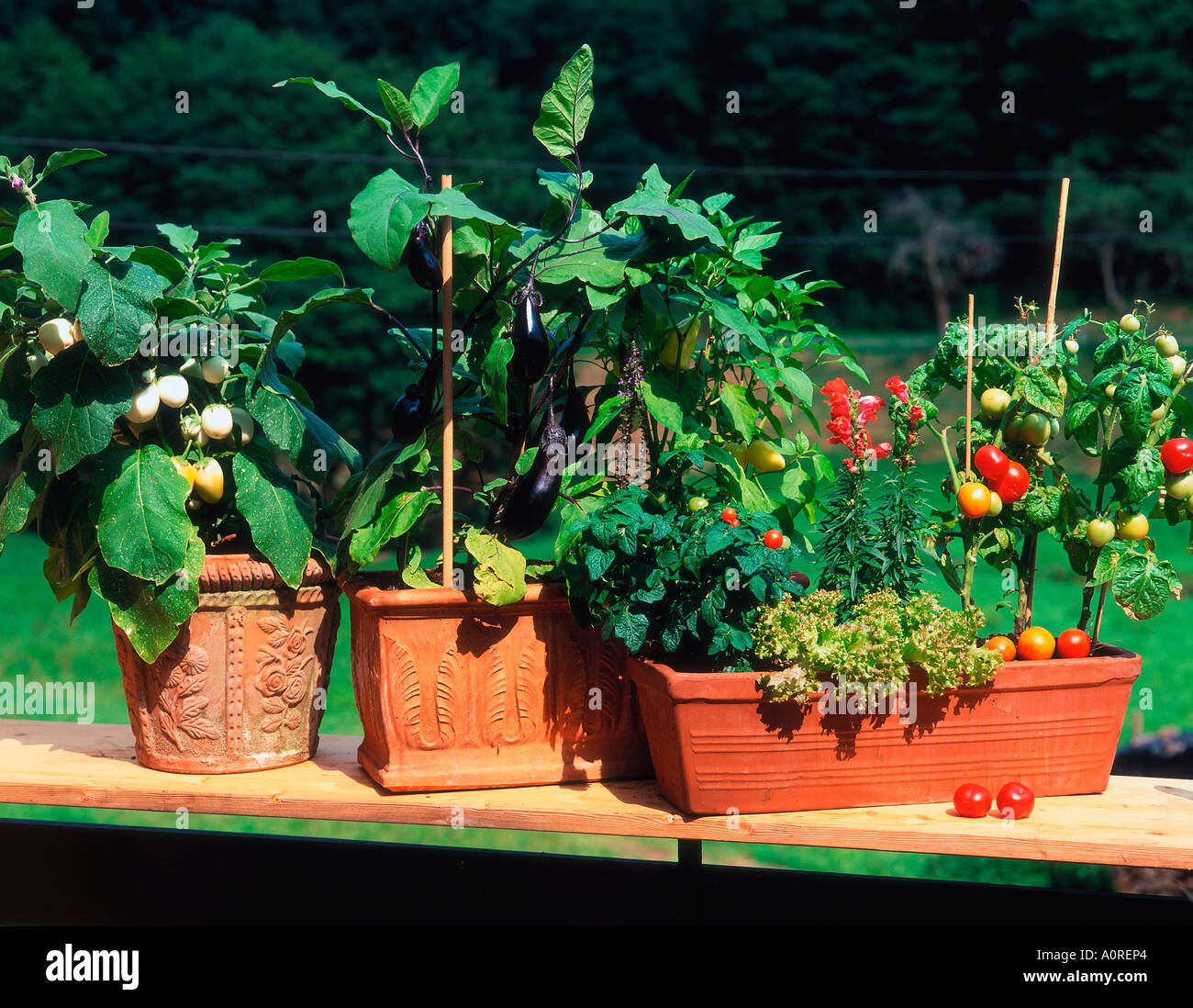 Vegetables in pots hi-res stock photography and images - Alamy