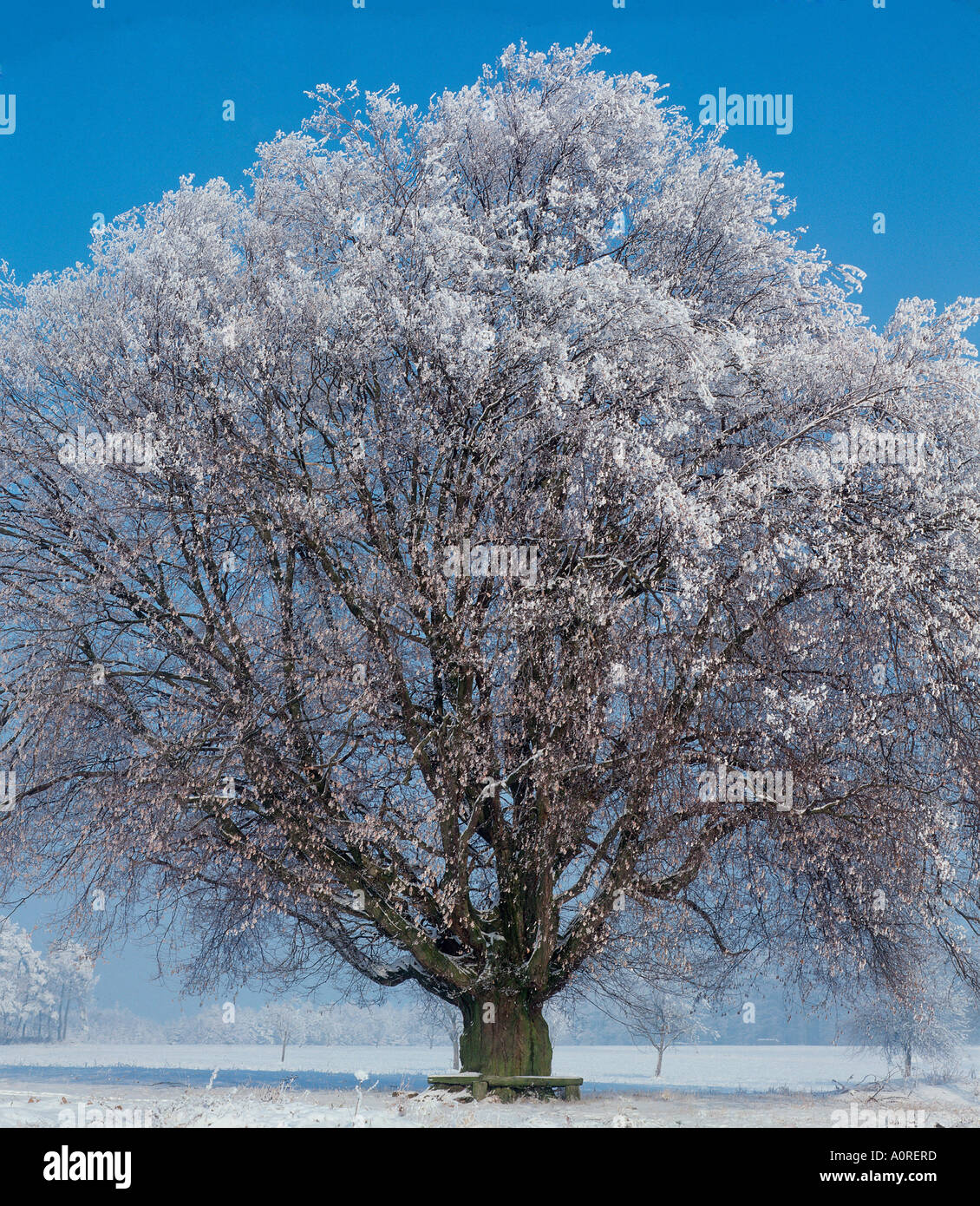 Hornbeam carpinus betulus winter hi-res stock photography and images ...