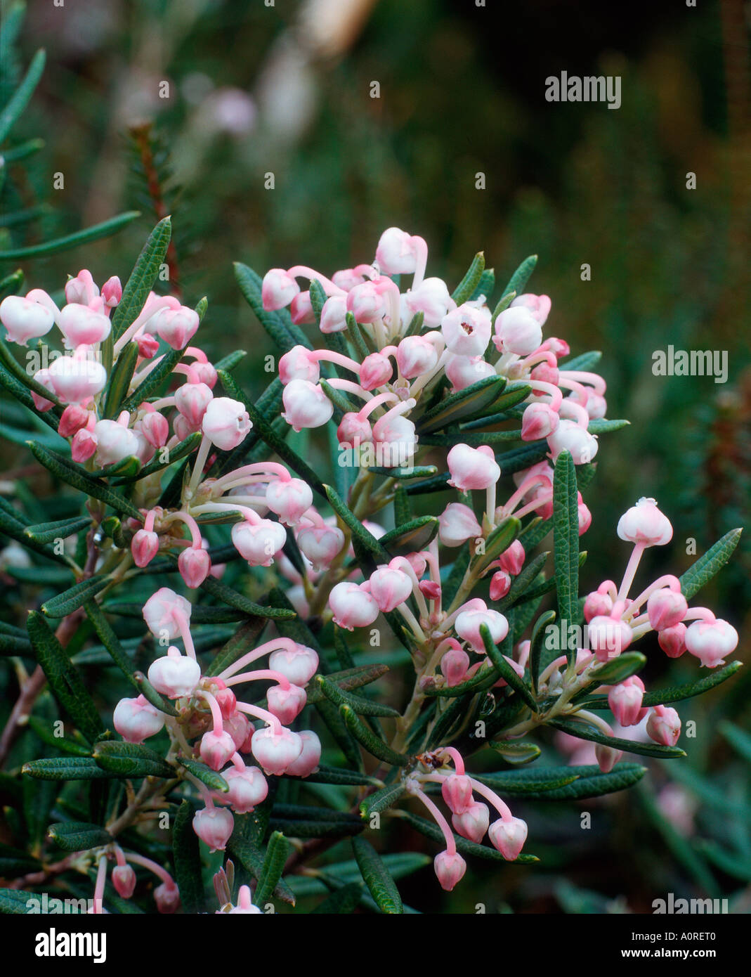 Cross leaved heath erica tetralix ericaceae hi-res stock photography ...