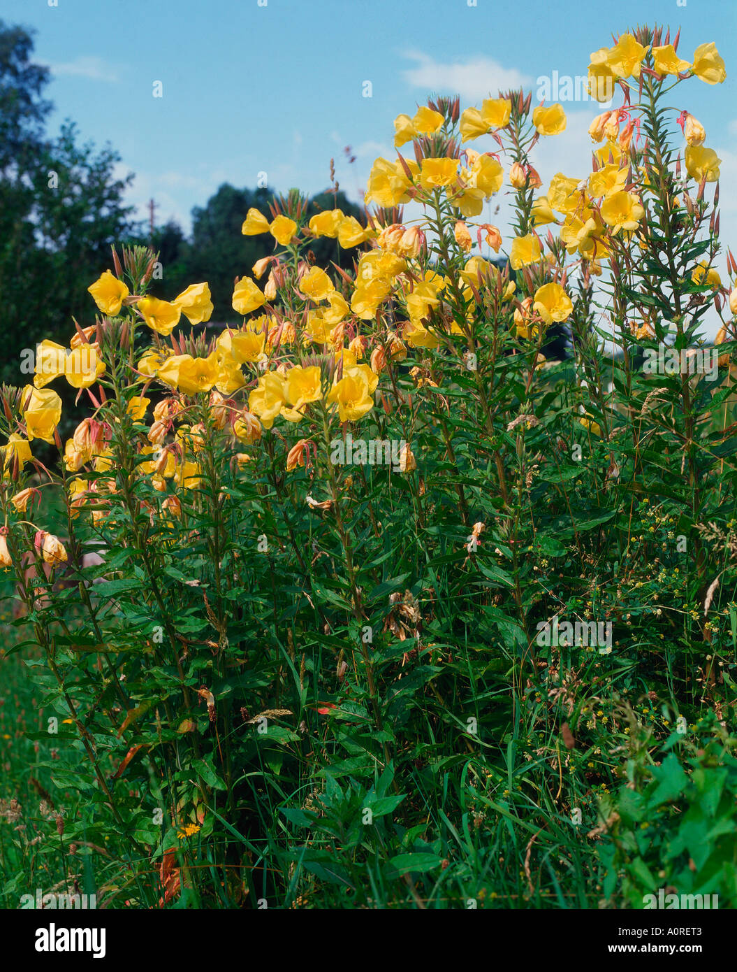 Common Evening Primrose Stock Photo - Alamy