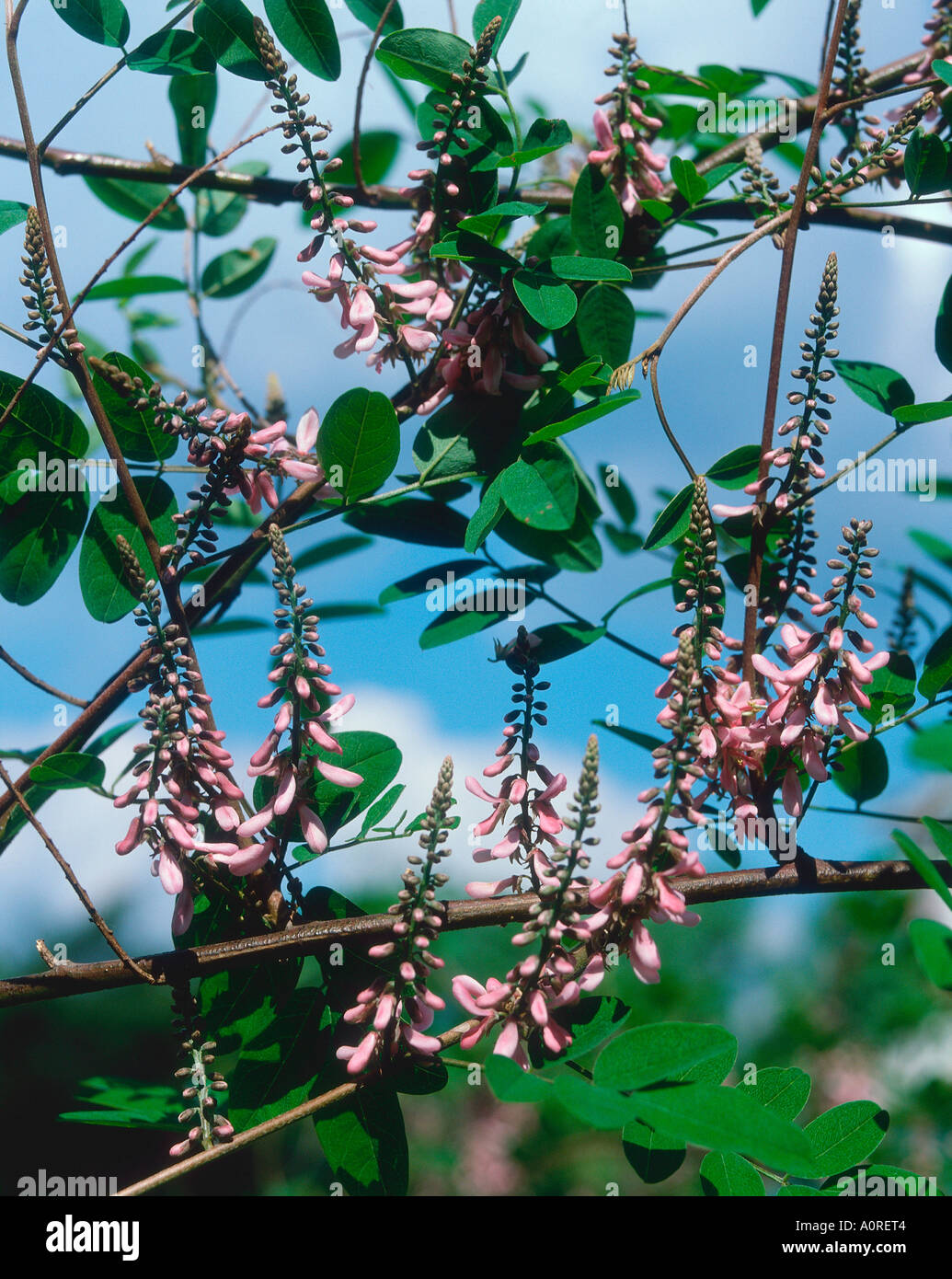 Indigofera potaninii hi-res stock photography and images - Alamy
