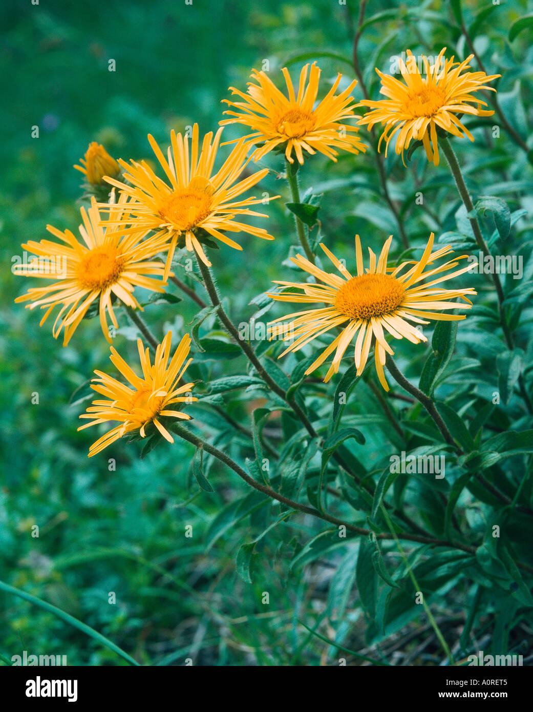Yellow ox eye buphthalmum salicifolium hi-res stock photography and ...