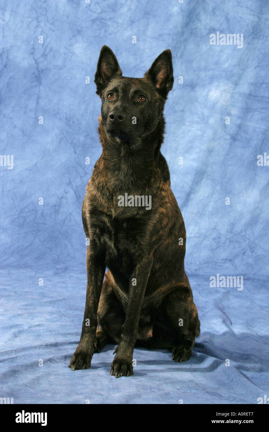Dutch Shepherd / Hollandse Herder Stock Photo - Alamy