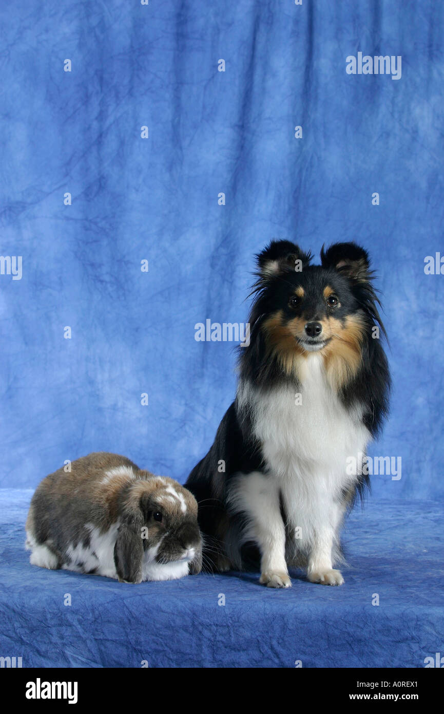 Can A Shetland Sheepdog And A Kintamani Be Friends