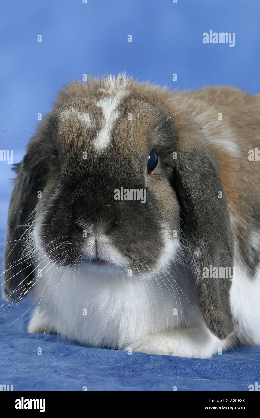 Lop-eared Dwarf Rabbit Stock Photo - Alamy