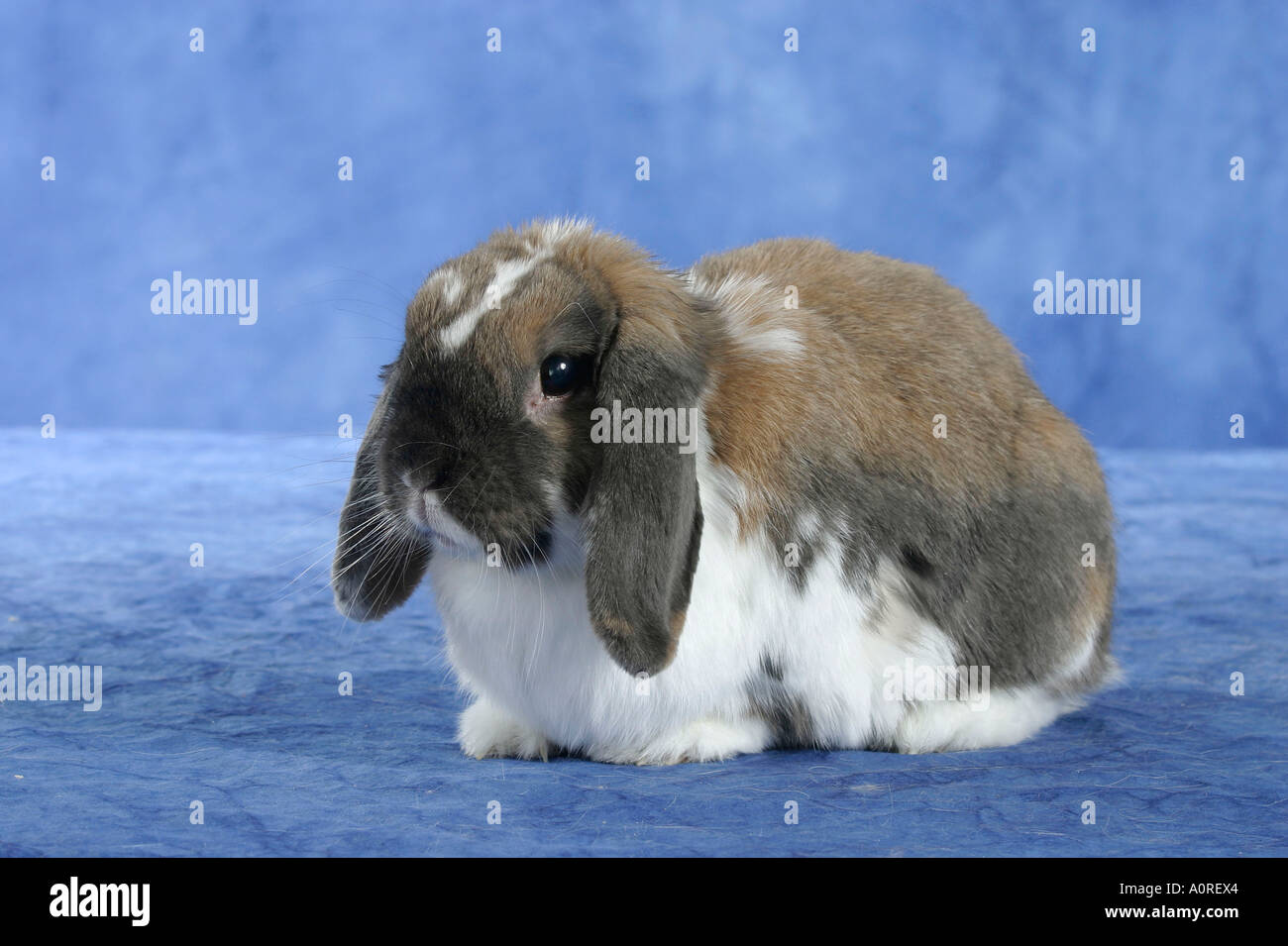 Lop eared dwarf rabbit hi-res stock photography and images - Alamy