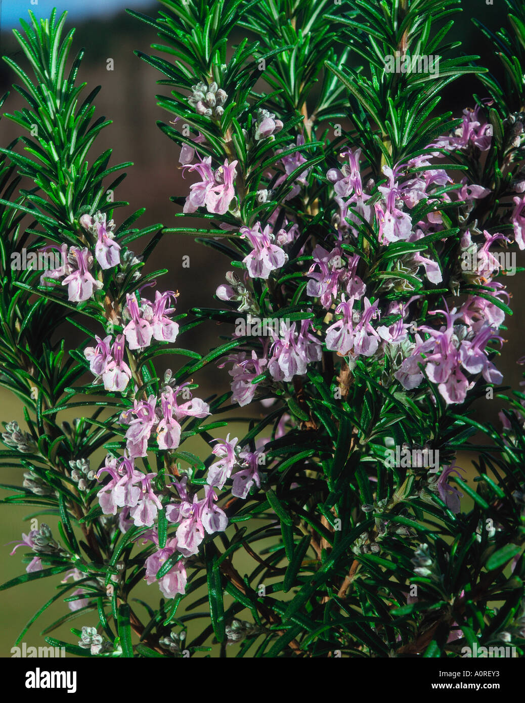 The rosemary hi-res stock photography and images - Alamy
