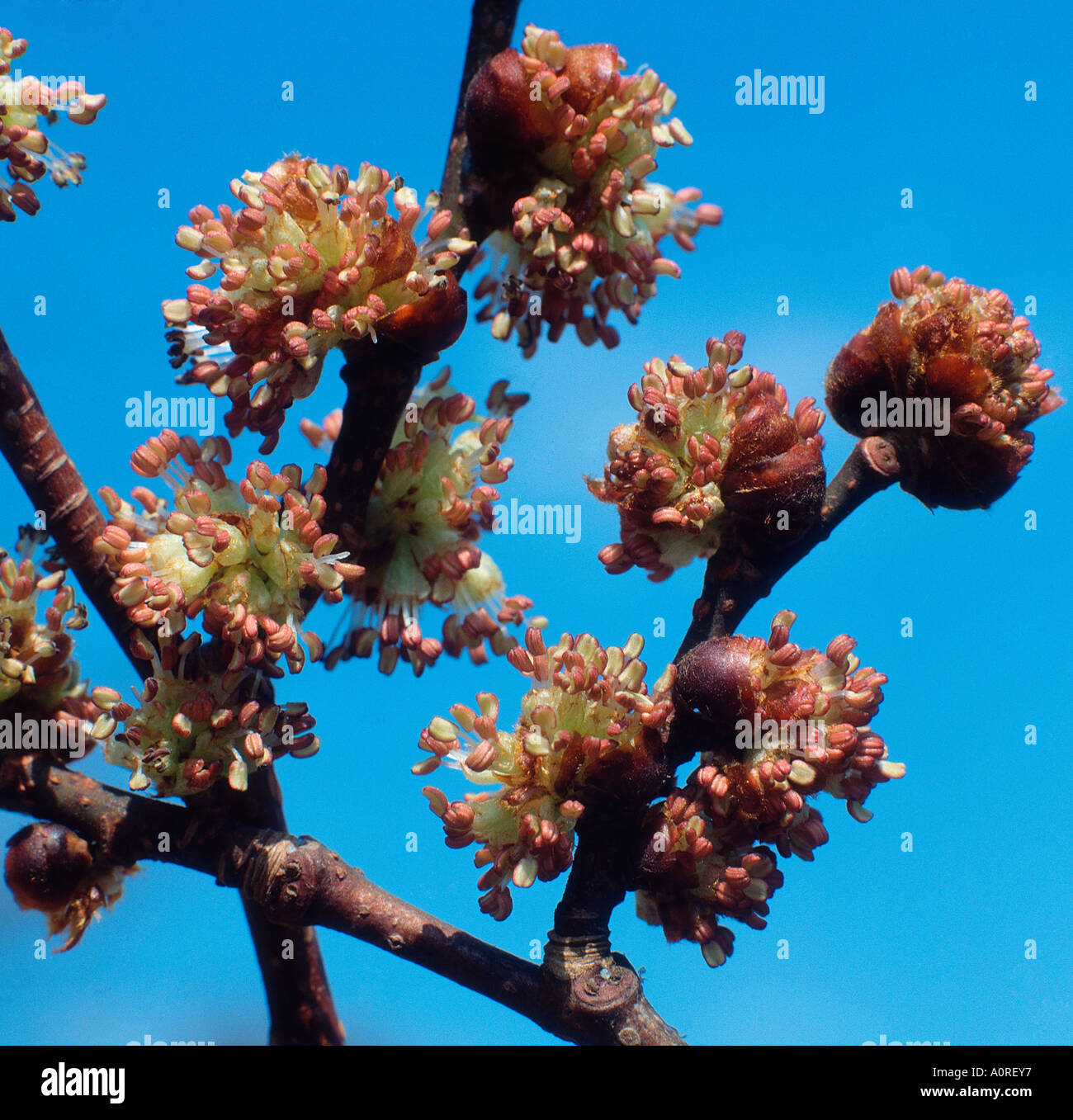 Elm blossoms hi-res stock photography and images - Alamy