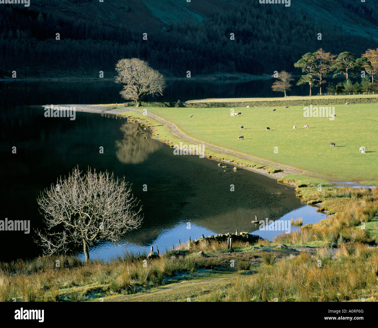 Footpath Buttermere Lake District National Park Cumbria England United ...