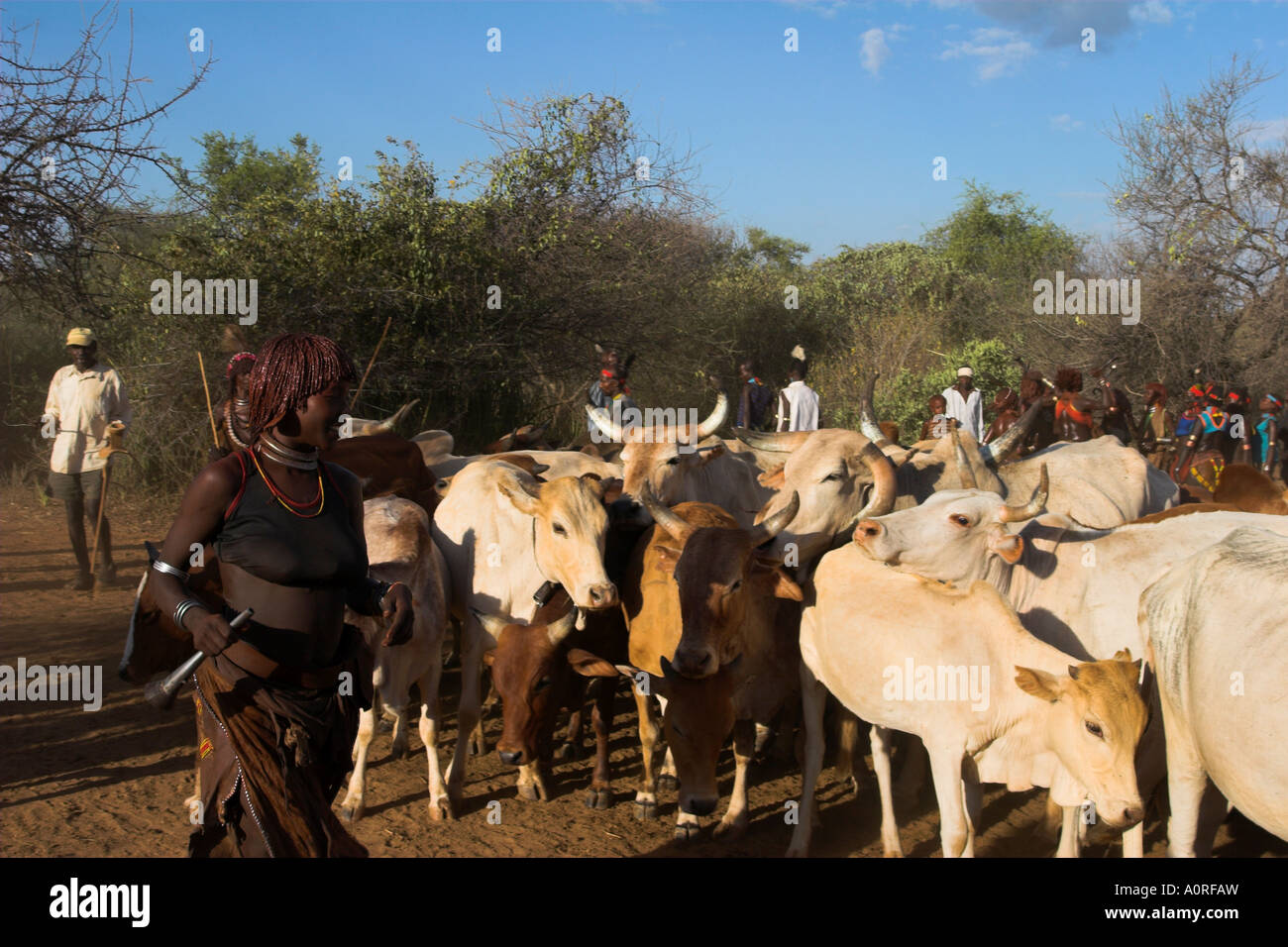 Ritual dancing round cows and bulls Hamer Jumping of the Bulls ...