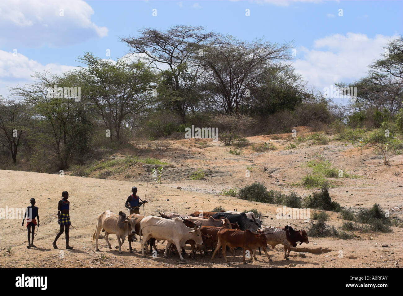 Hamer men with cattle Turmi Lower Omo valley Ethiopia Africa Stock ...