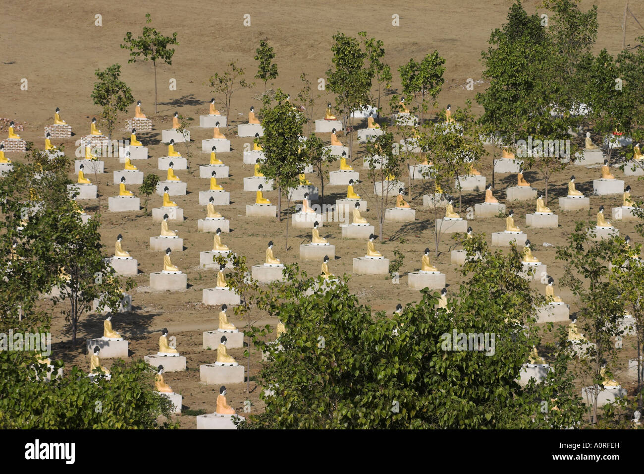 Buddha statues in grove of bo trees recalling the enlightenment of the ...