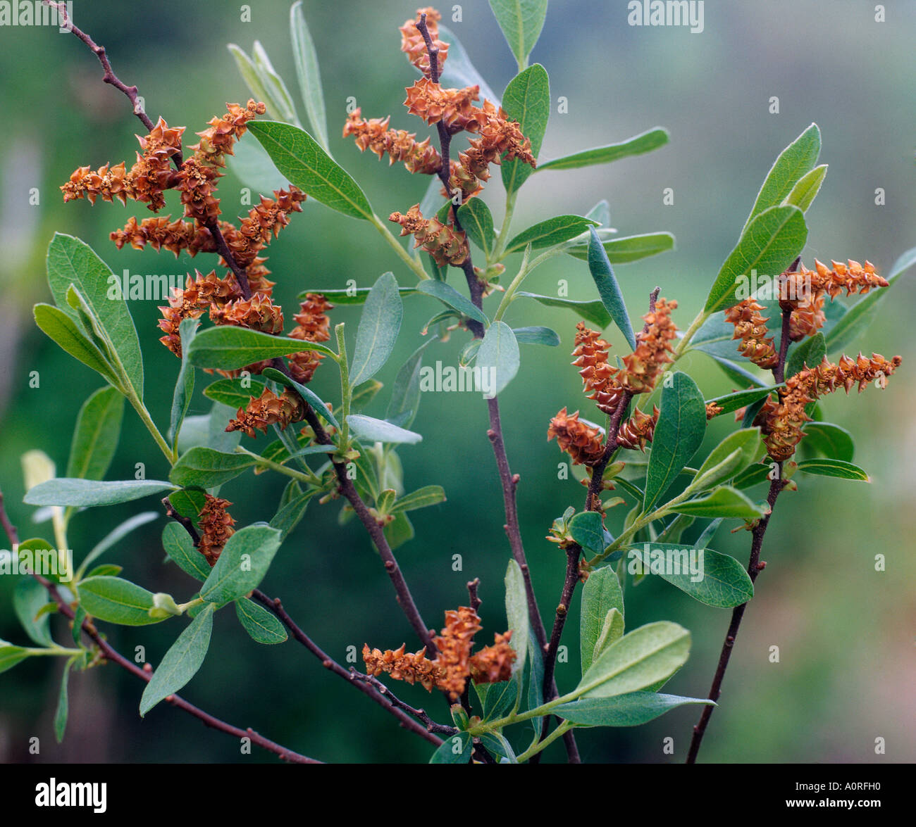 Gale High Resolution Stock Photography and Images - Alamy