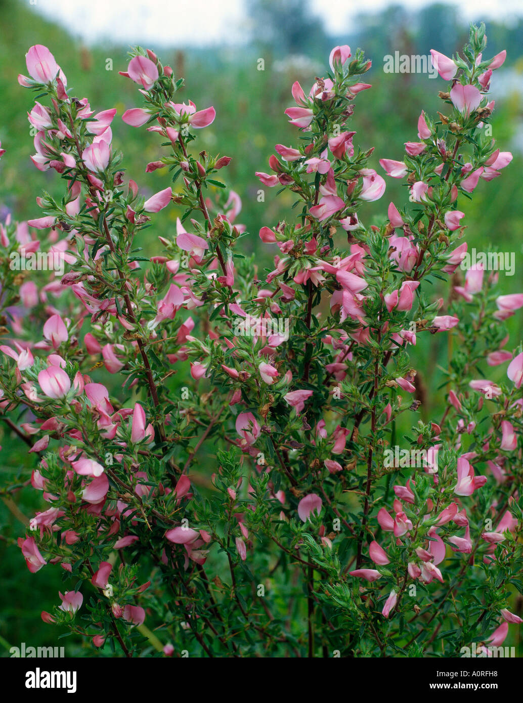 Spiny restharrow ononis spinosa flowering hi-res stock photography and ...
