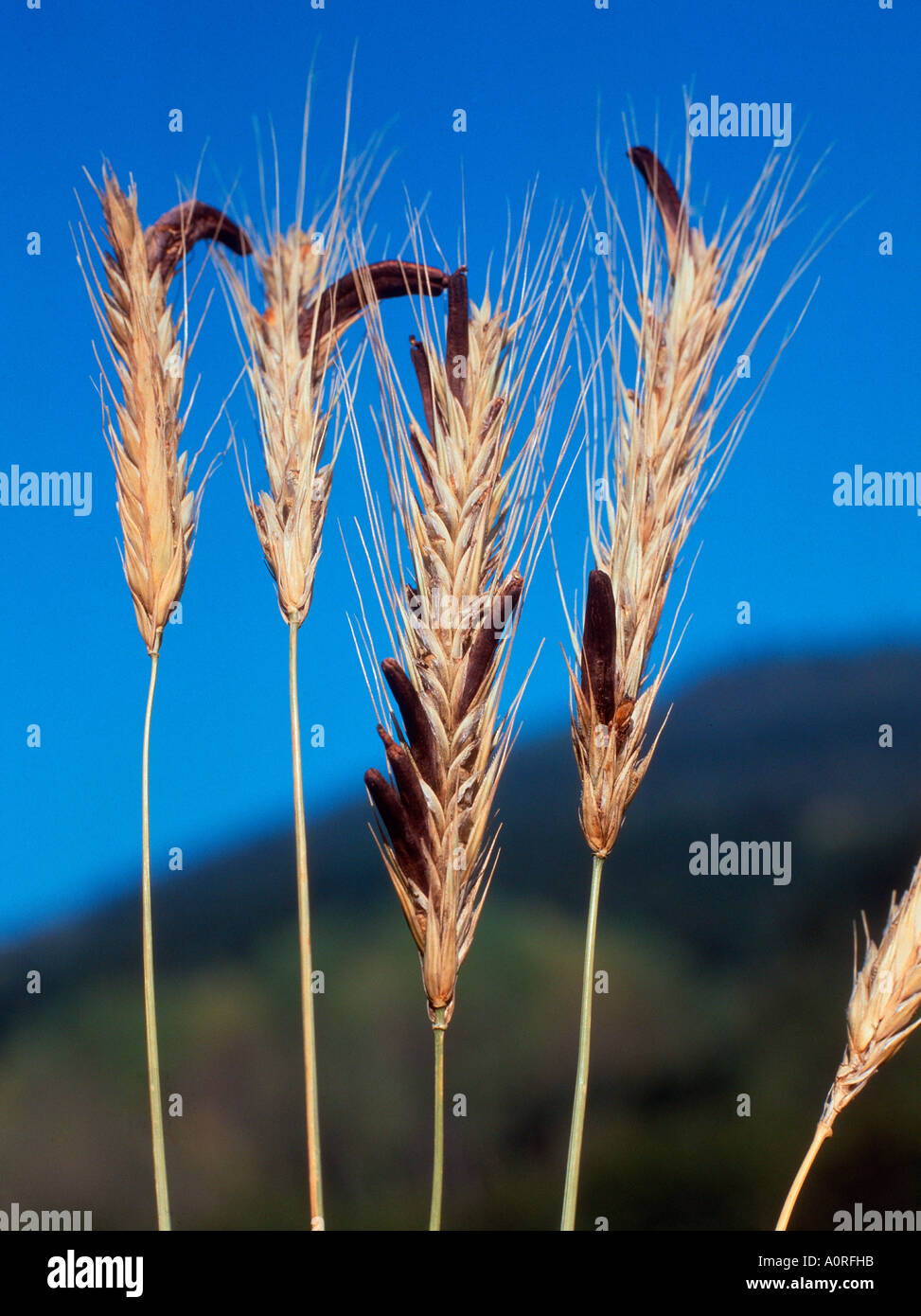 Ergot of rye claviceps purpurea hi-res stock photography and images - Alamy