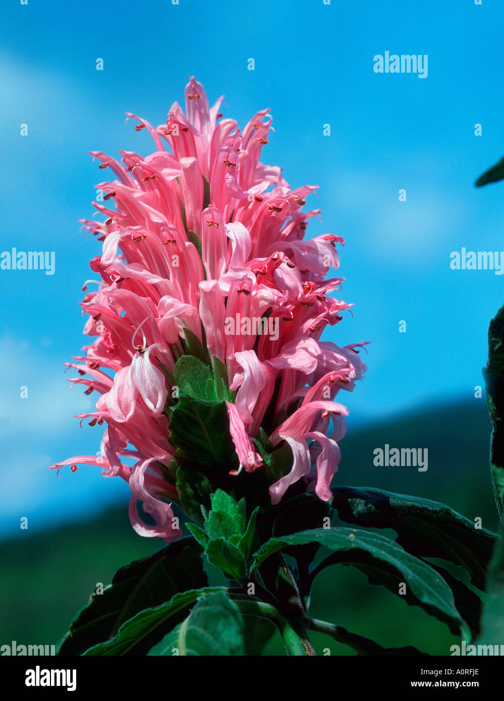 Jacobinia hi-res stock photography and images - Alamy