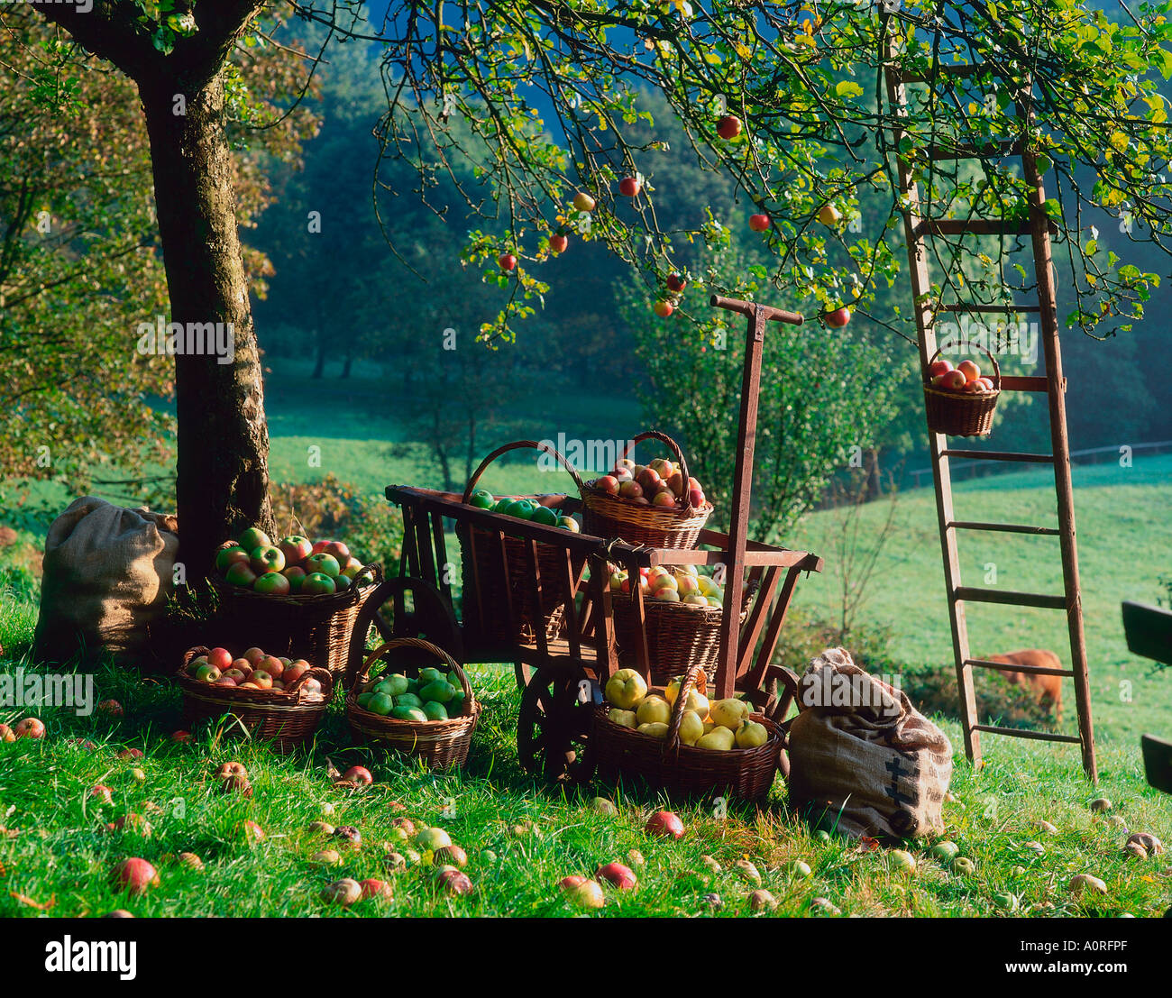 The harvest hi-res stock photography and images - Alamy
