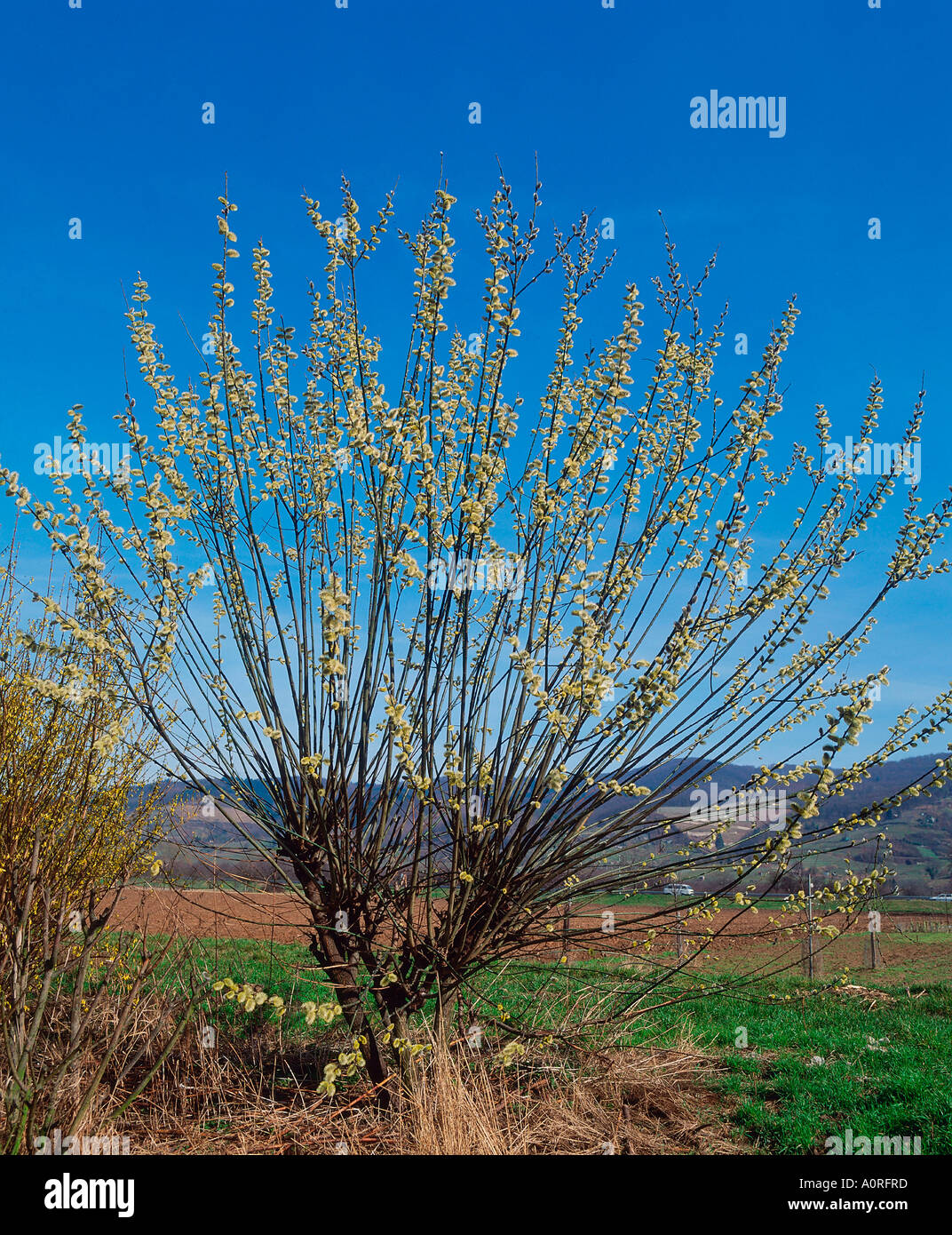 Goat Willow / Great Sallow Stock Photo - Alamy